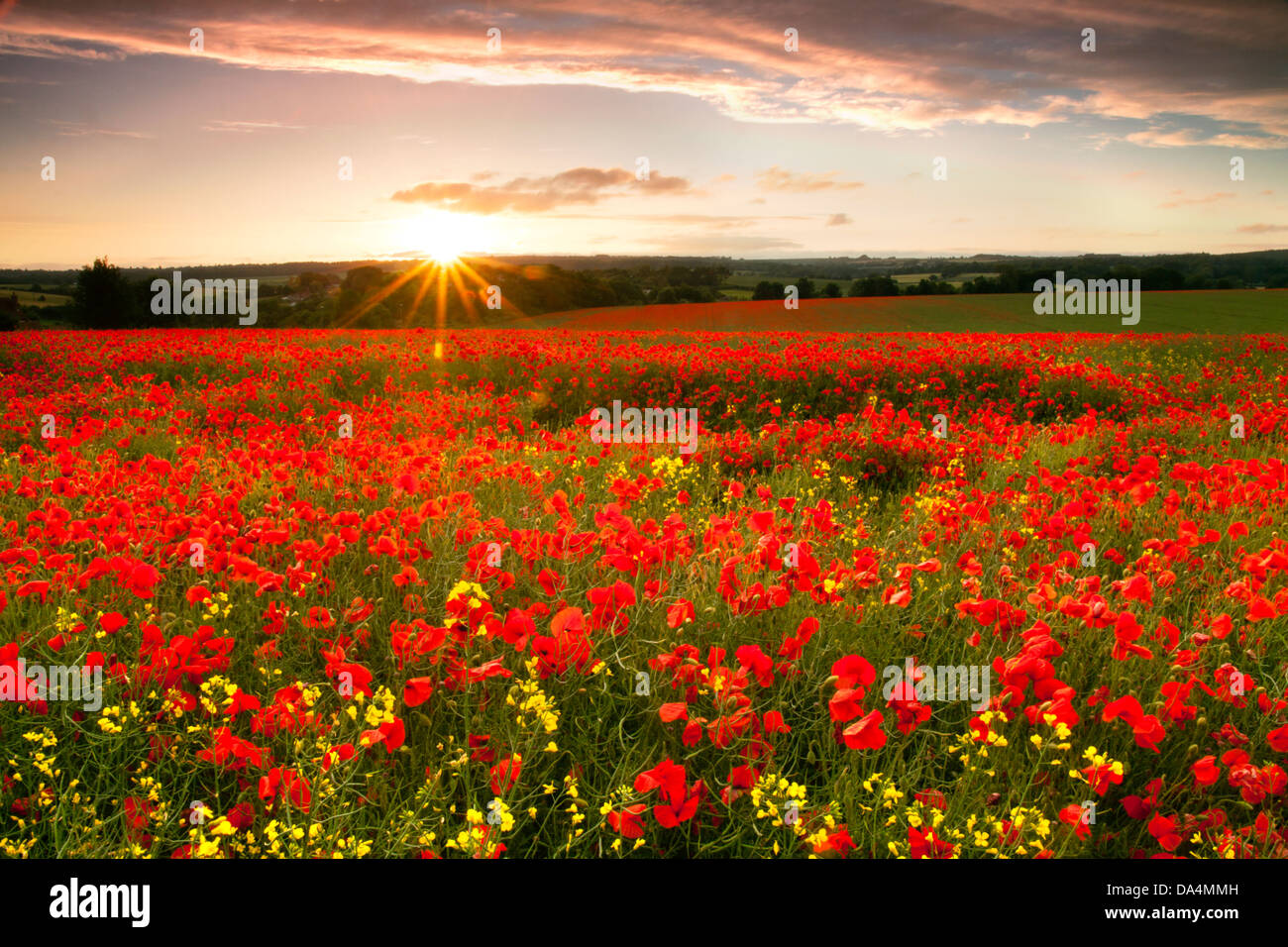 The sun sets above a field of poppies. The sun forms a starburst as it ...