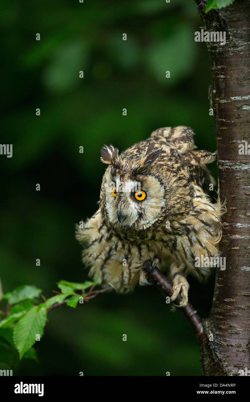 Preparing to pounce hi-res stock photography and images - Alamy