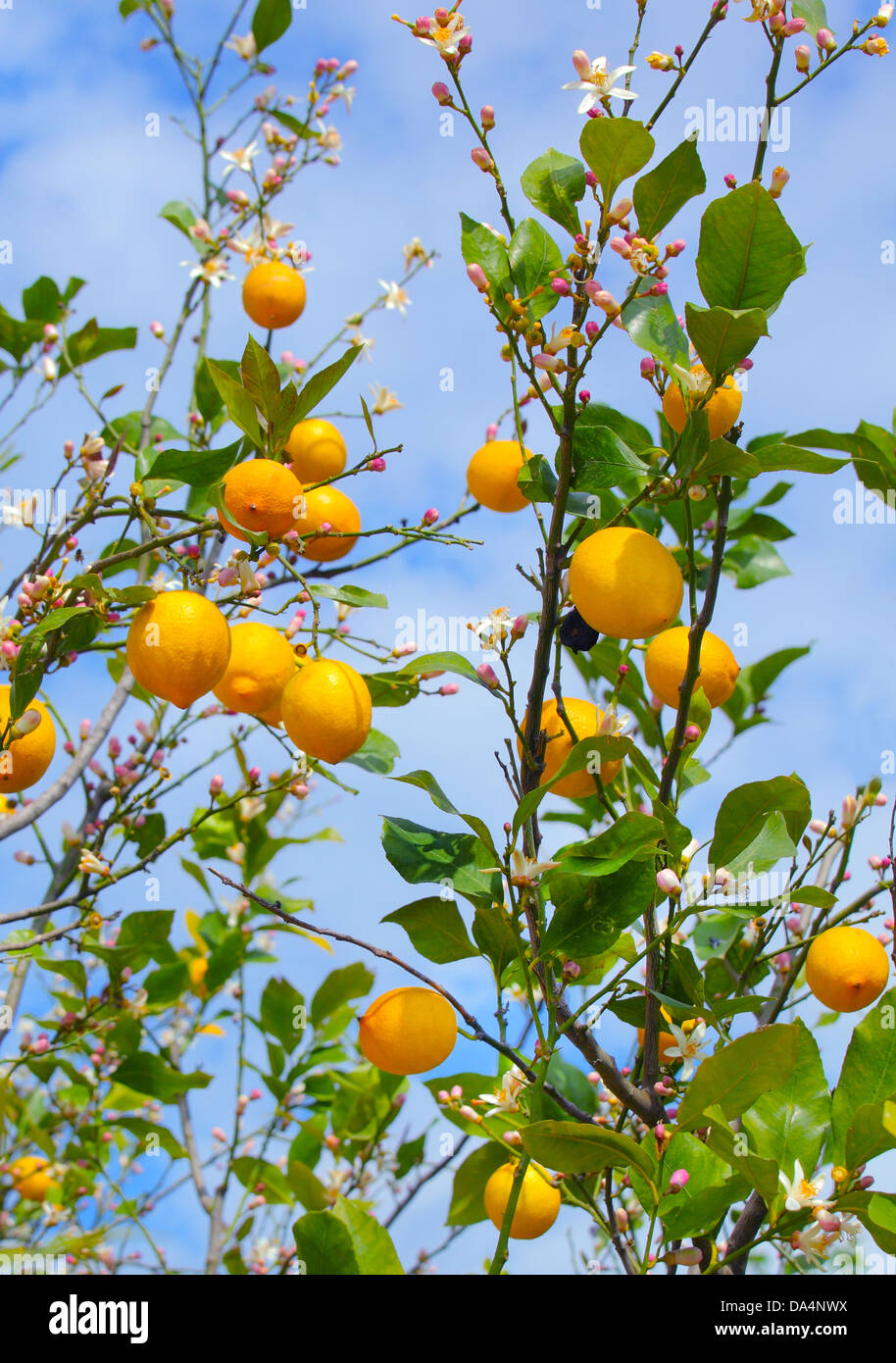 Lemons growing on lemon tree Stock Photo - Alamy