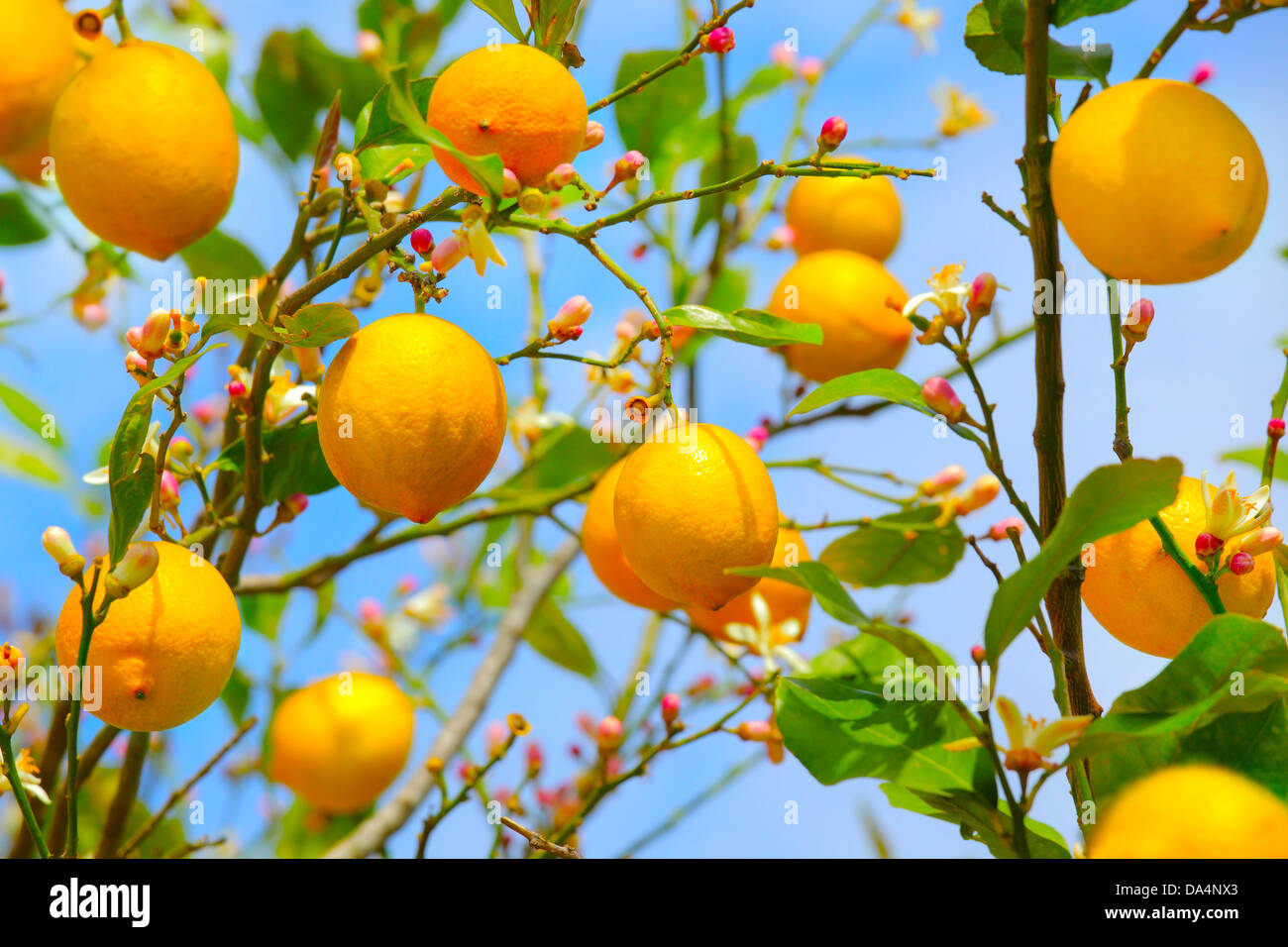 Lemons growing on lemon tree Stock Photo - Alamy