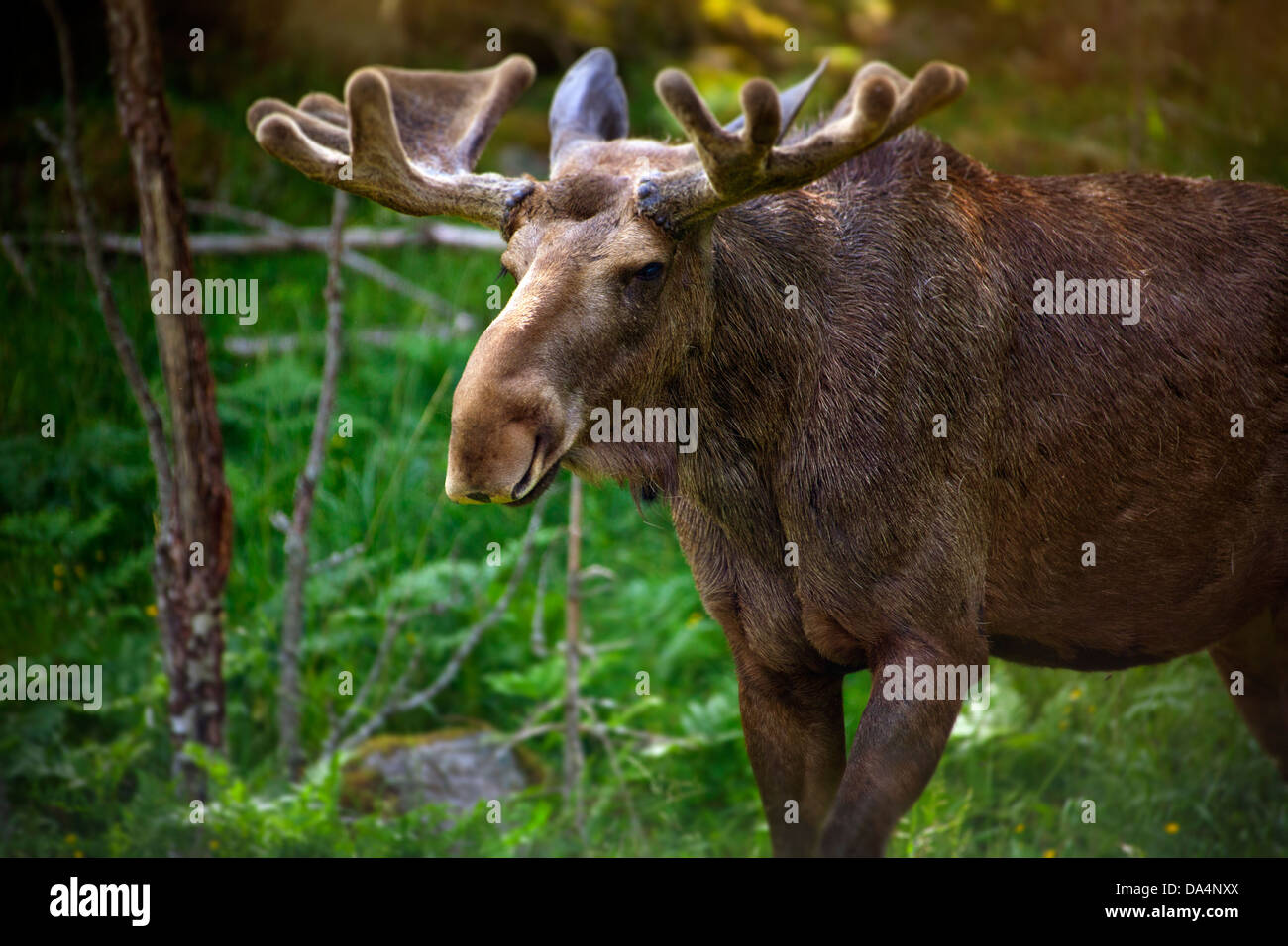 Moose in Sweden Stock Photo - Alamy