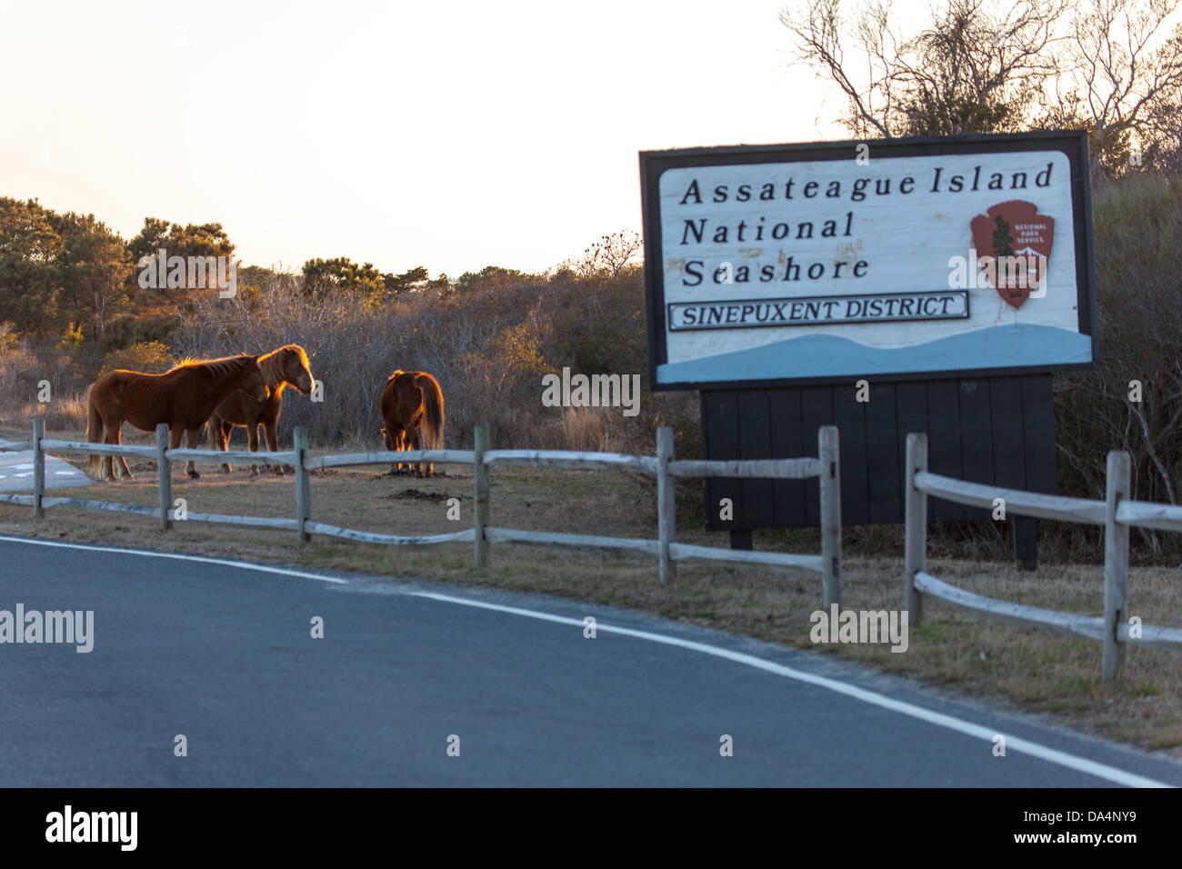 Assateague Island is a 37-mile long barrier island located in Maryland ...