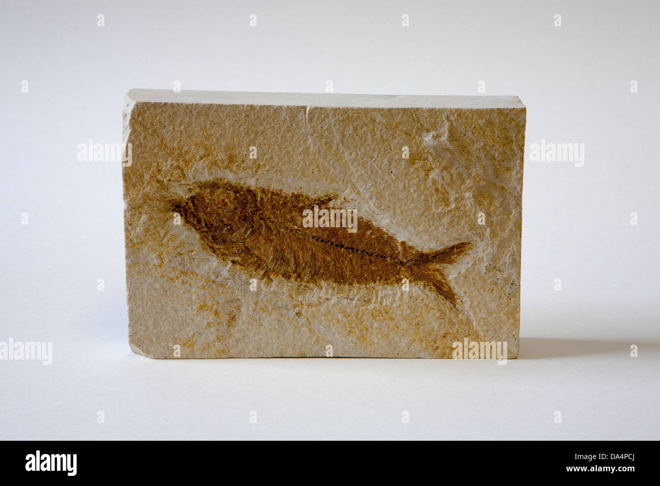 Fish fossil rock hi-res stock photography and images - Alamy