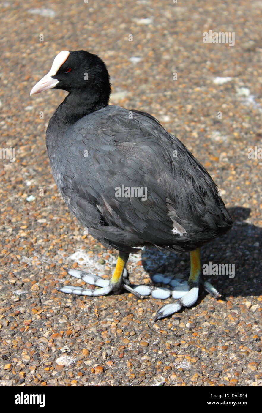 A Bald Coot standing in loneliness on the lakeside Stock Photo - Alamy