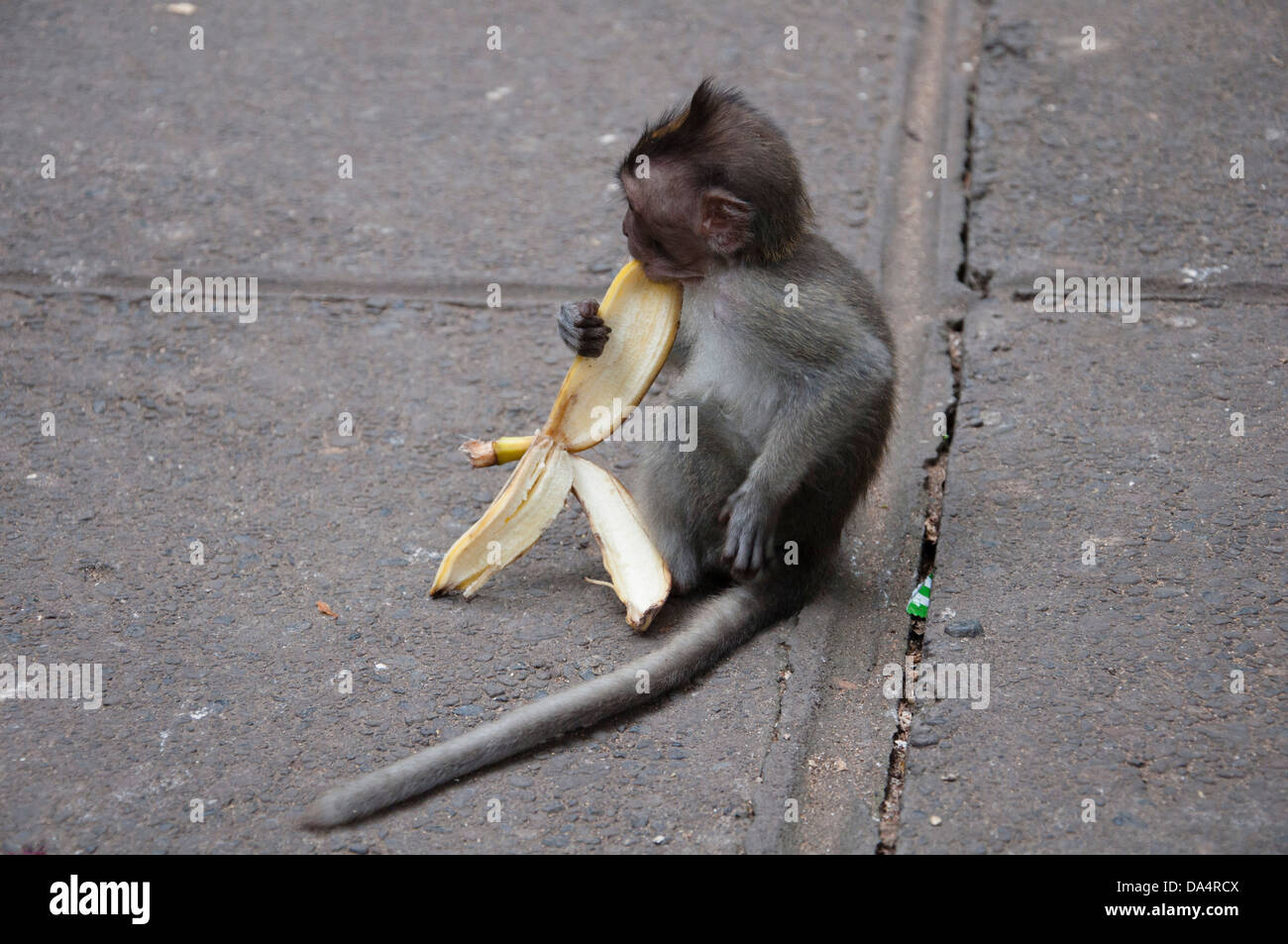 Baby monkey eating Stock Photo - Alamy