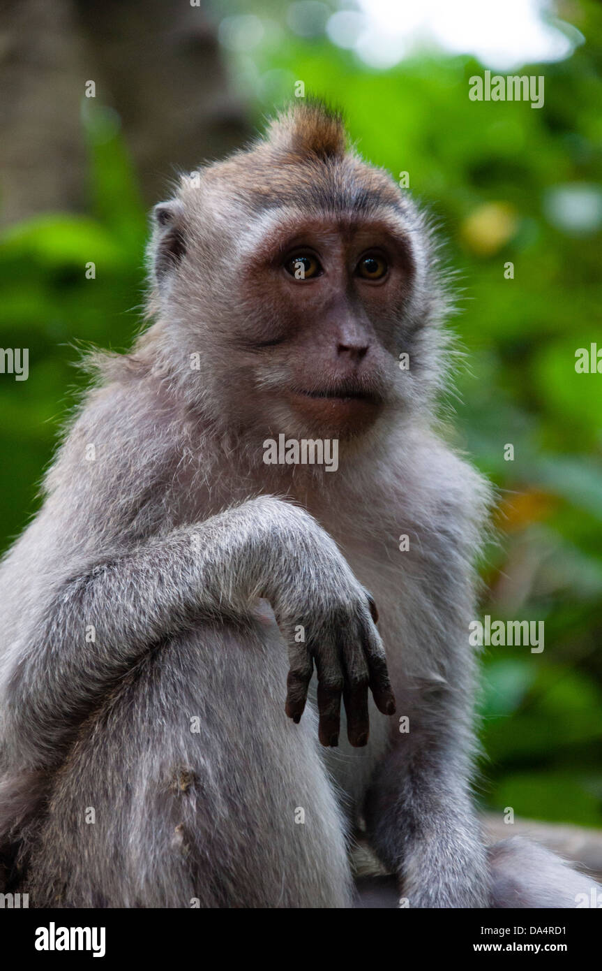 Monkey pose hi-res stock photography and images - Alamy