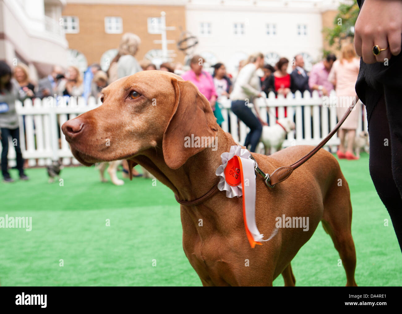 Chelsea dogs hi-res stock photography and images - Alamy