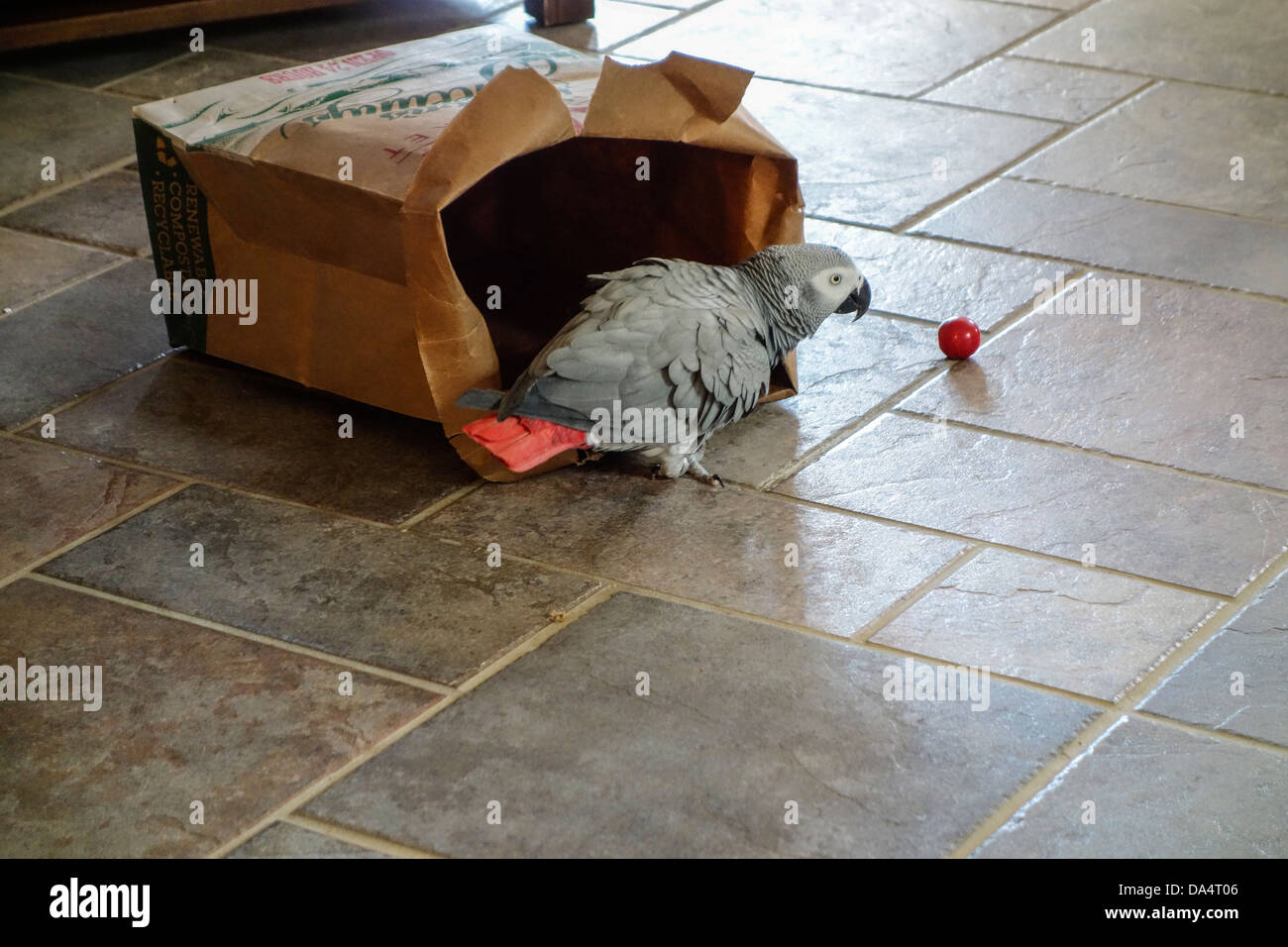 Pet parrot hi-res stock photography and images - Alamy