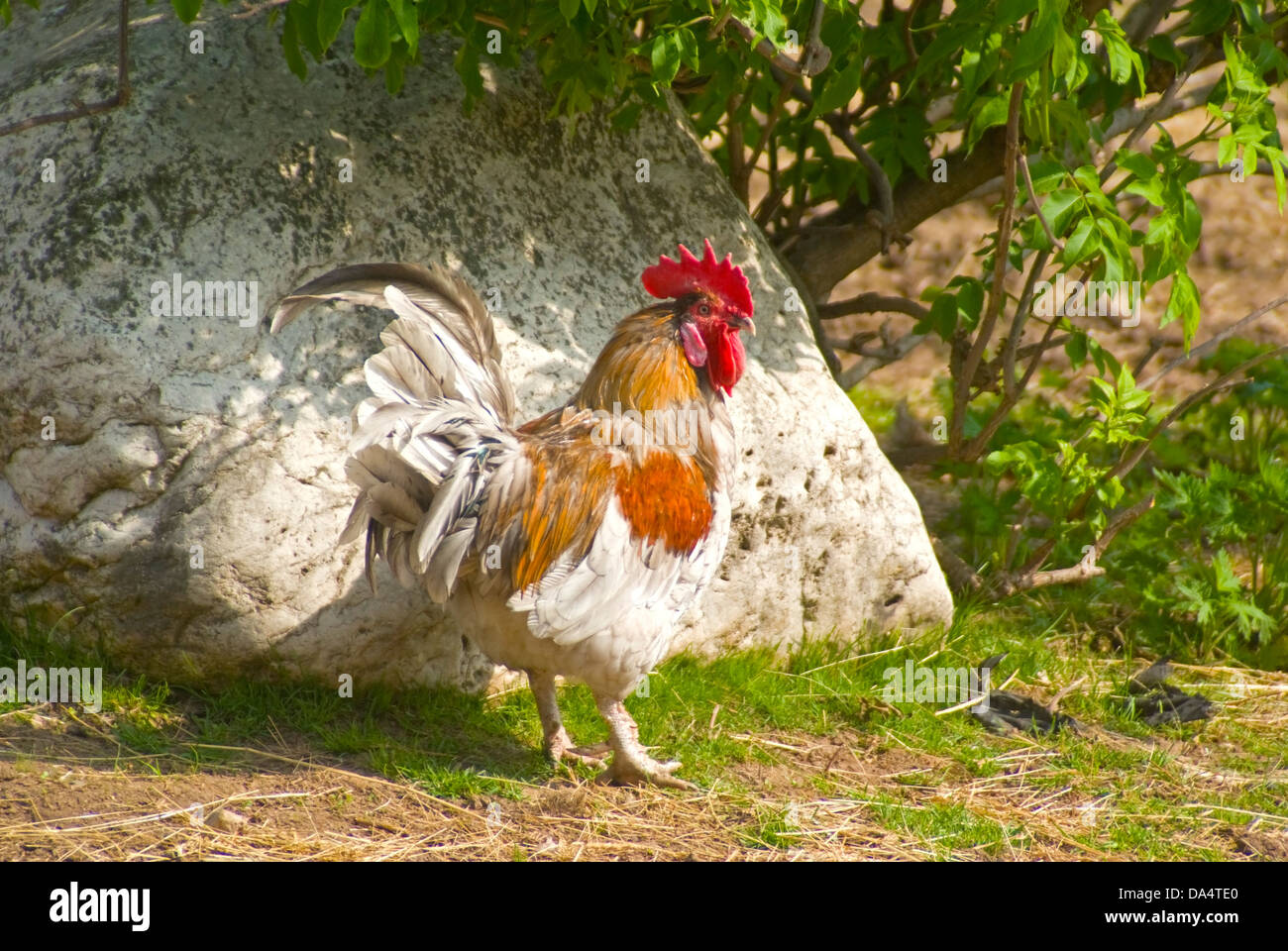 Chicken gallus gallus domesticus rooster hi-res stock photography and ...