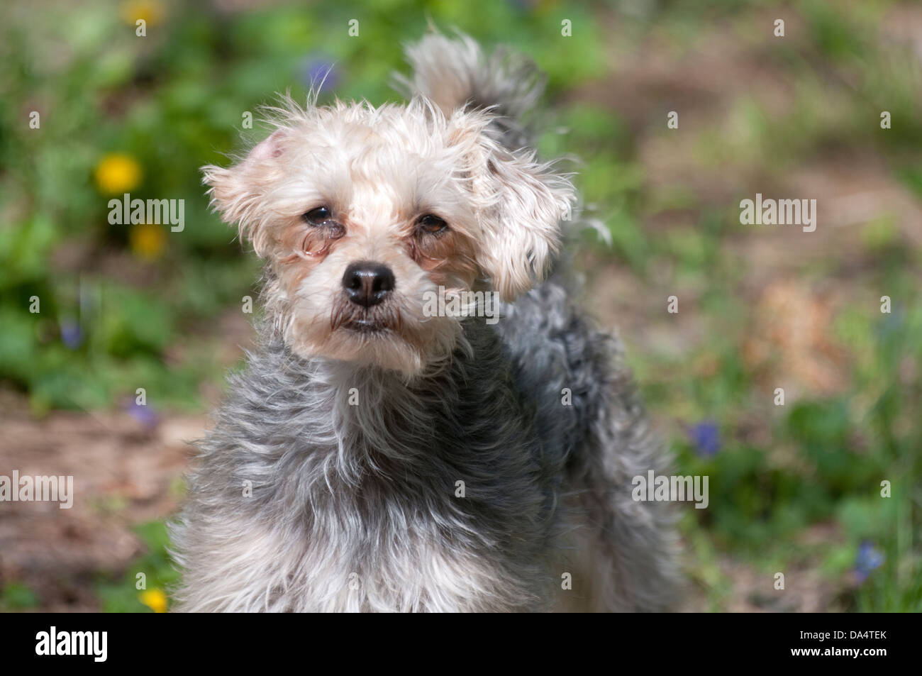 Yorkie group hi-res stock photography and images - Alamy