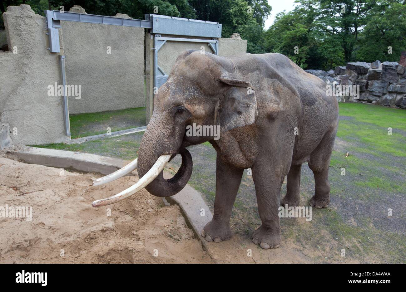 Osnabrueck, Germany. 03rd July, 2013. Elephant bull Luka stands in his ...
