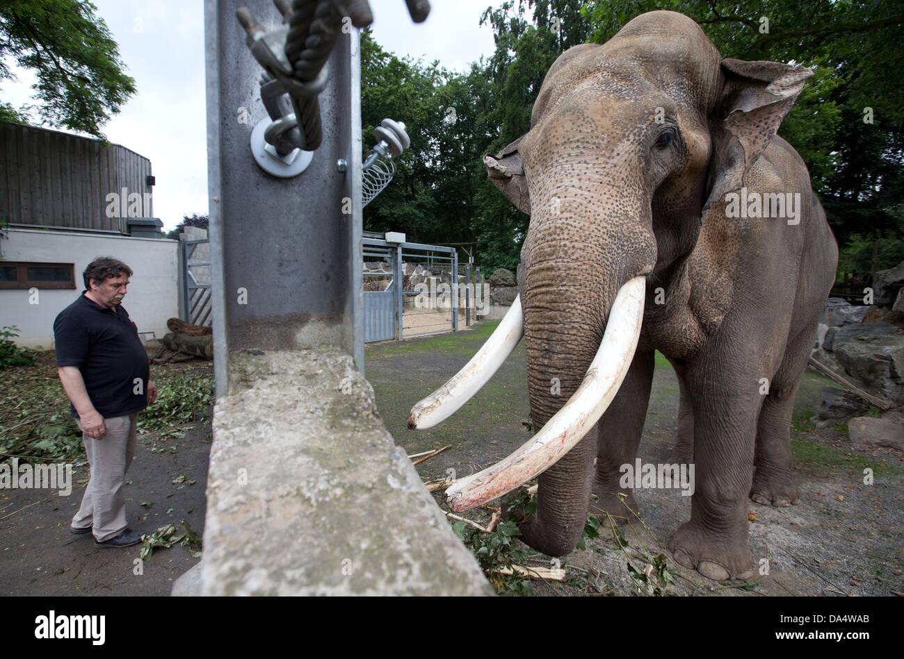 Osnabrueck, Germany. 03rd July, 2013. Elephant bull Luka stands in his ...