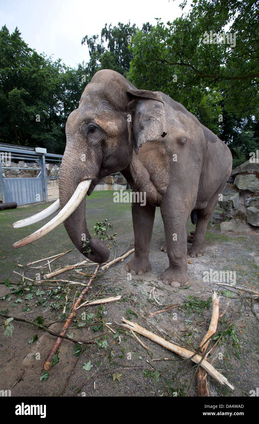 Osnabrueck, Germany. 03rd July, 2013. Elephant bull Luka stands in his ...