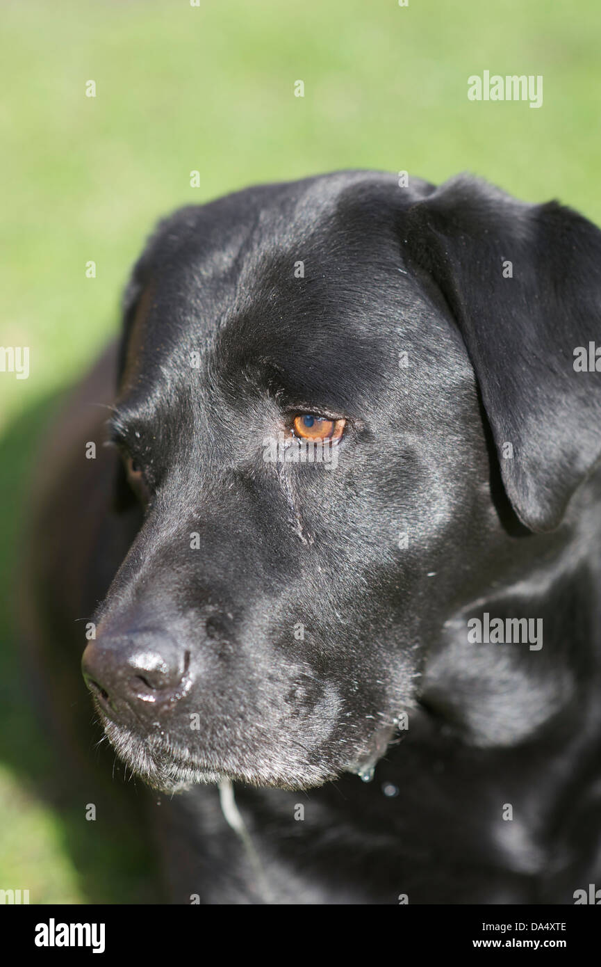 Elderly black labrador enjoys his garden Stock Photo - Alamy