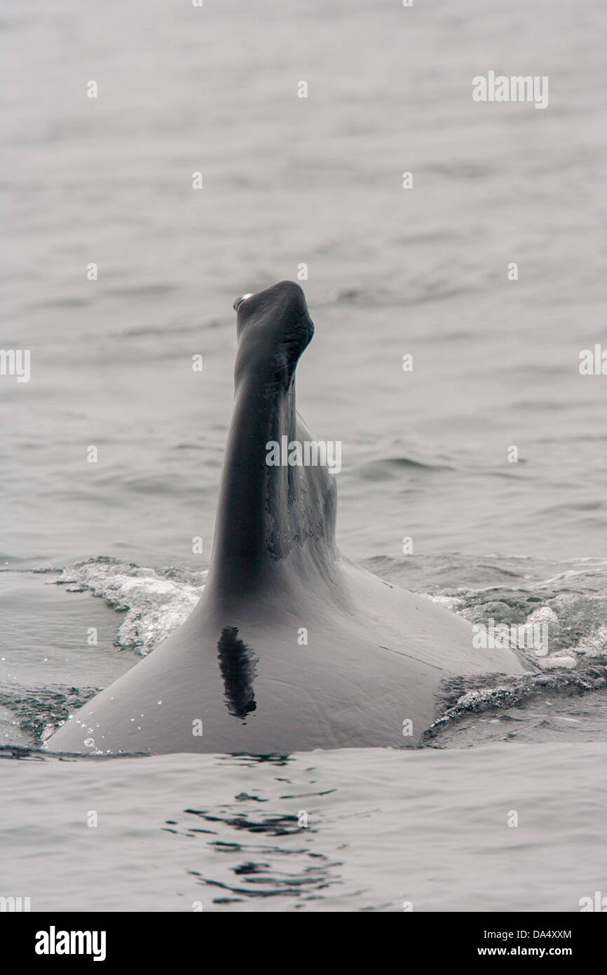 Orca Orcinus orca Monterey Bay, California, United States 24 June Adult ...
