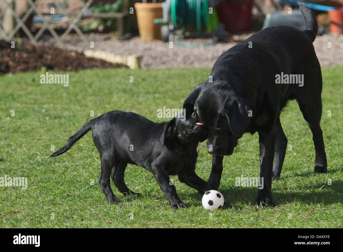 old labrador meets young pup Stock Photo - Alamy