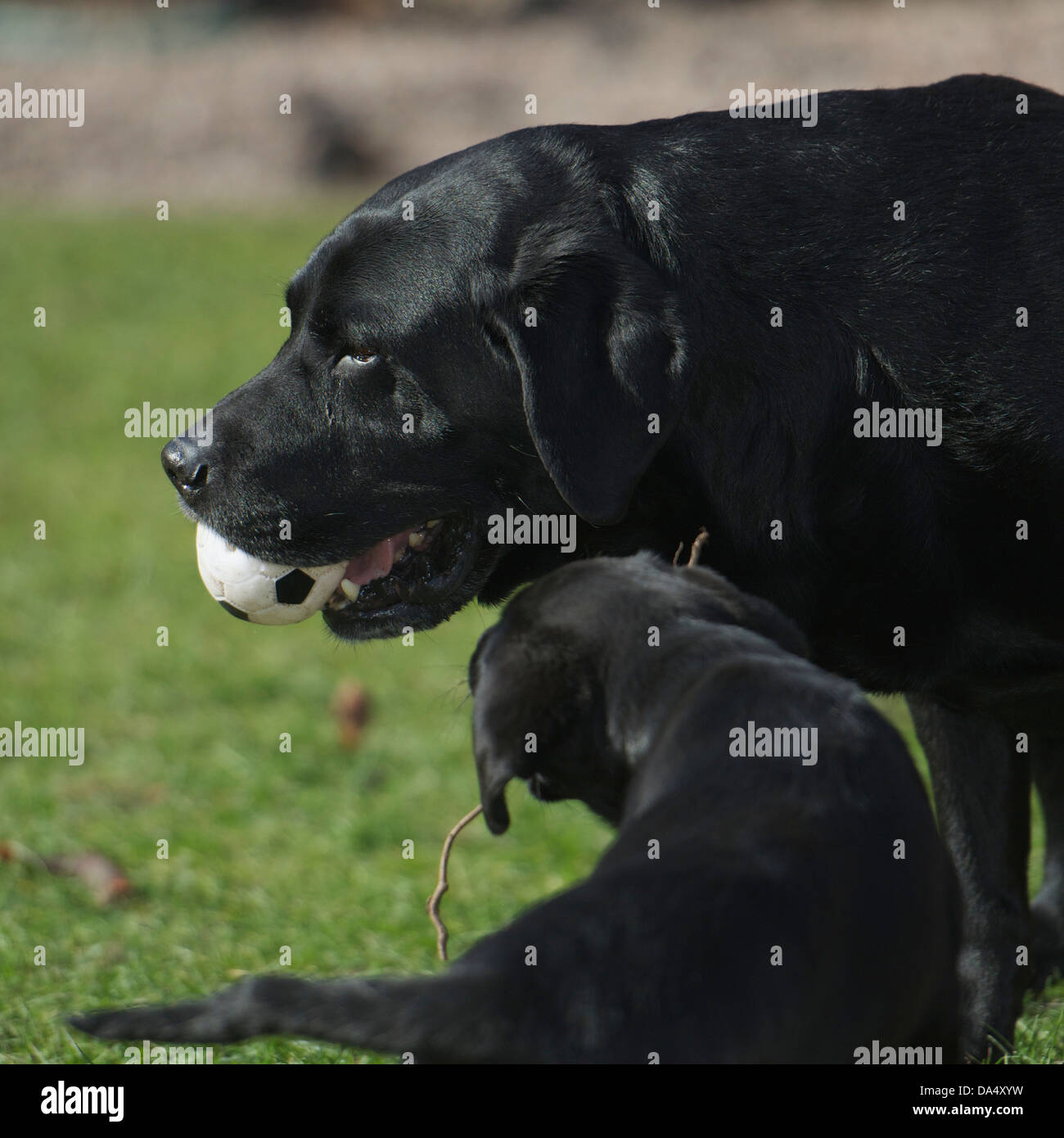 old labrador meets young pup Stock Photo - Alamy