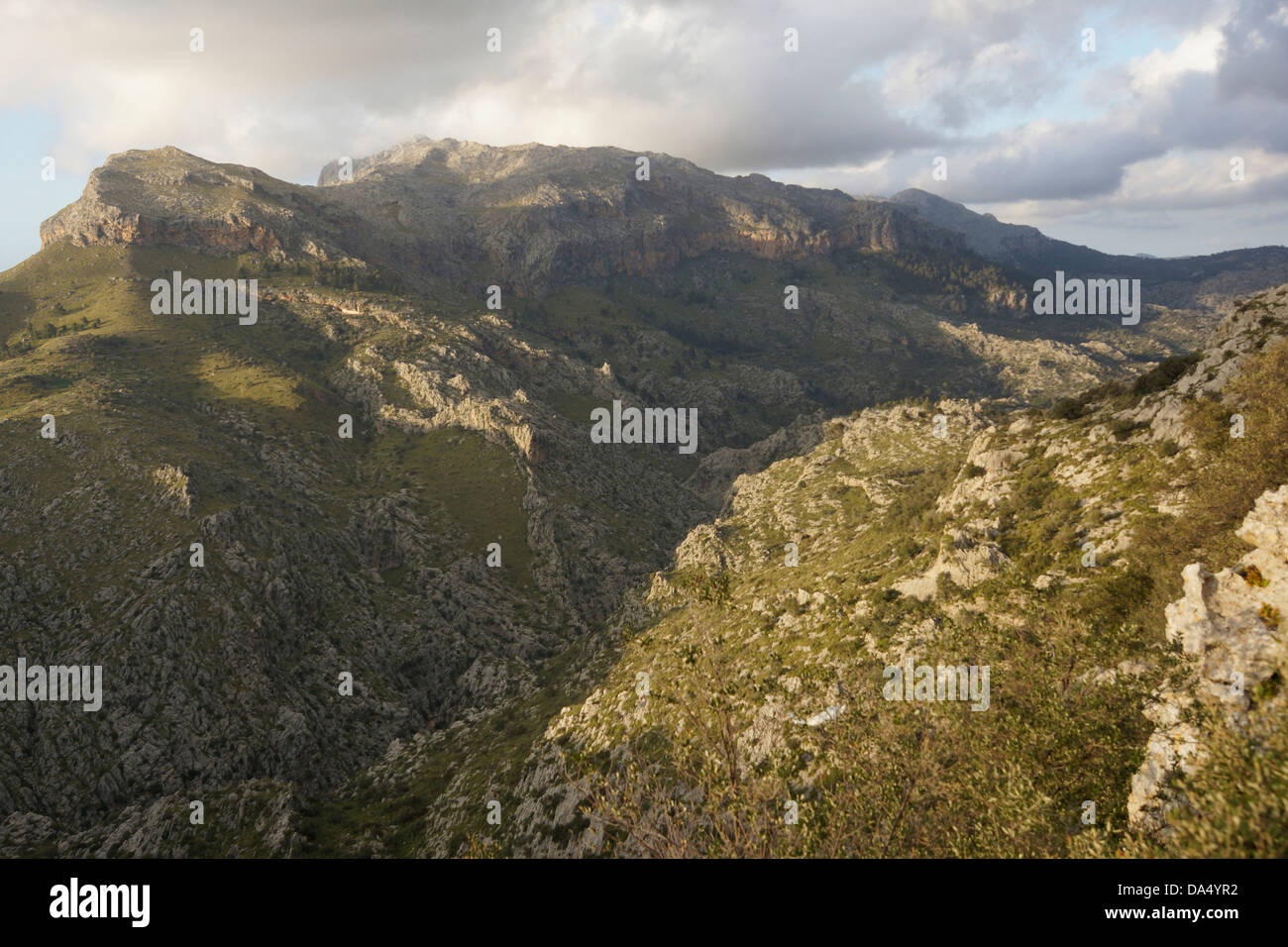 Colabra High Resolution Stock Photography and Images - Alamy