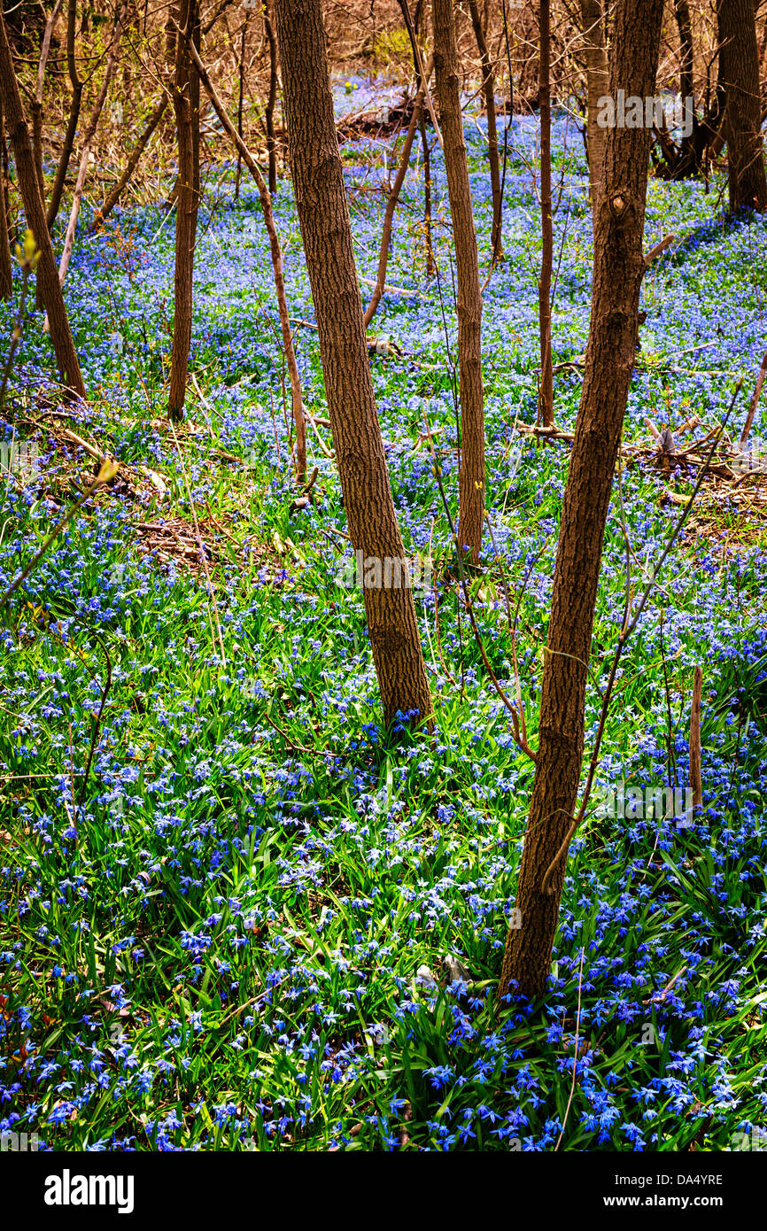 Forest floor flowers hi-res stock photography and images - Alamy