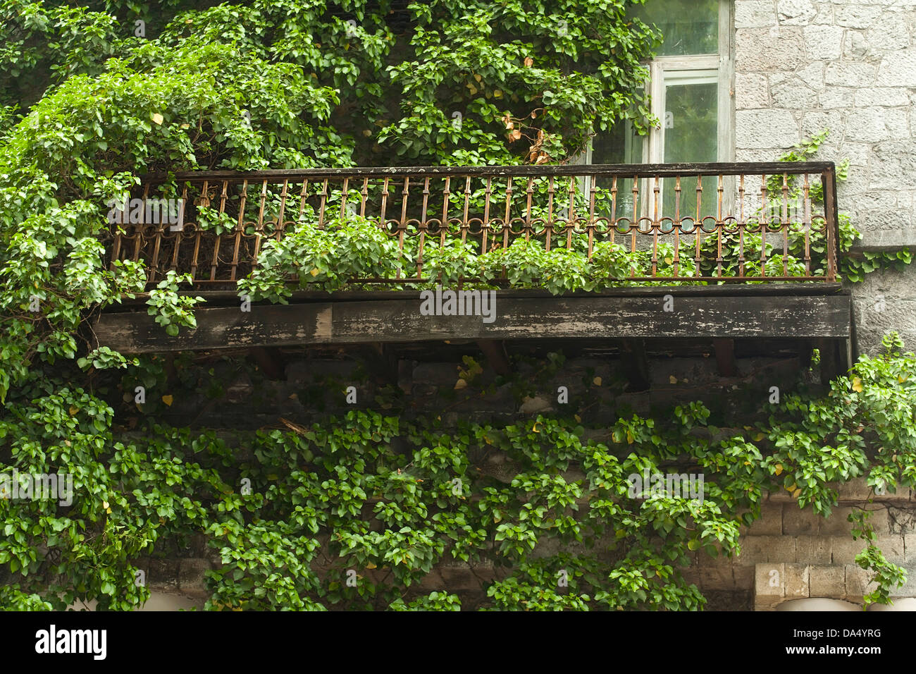 old balcony ivy braided with in a stone house Stock Photo - Alamy