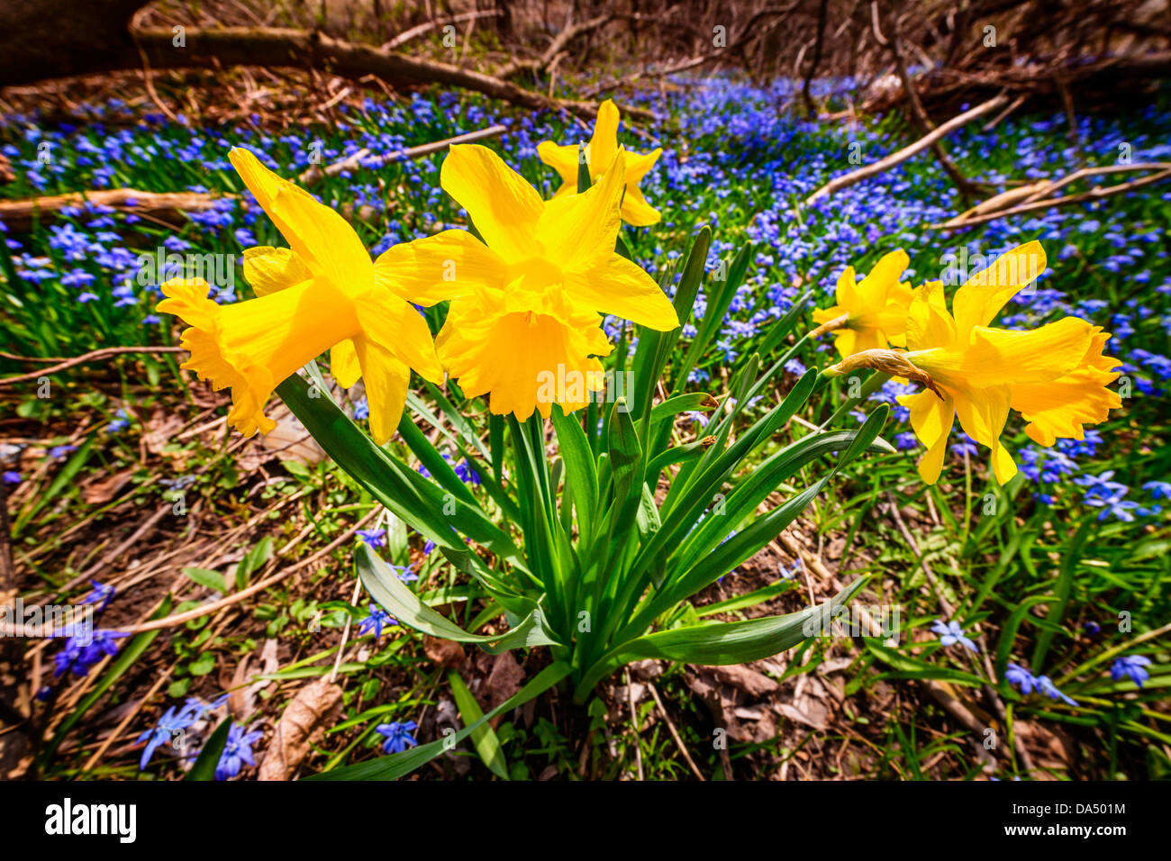 Ontario wildflowers hi-res stock photography and images - Alamy
