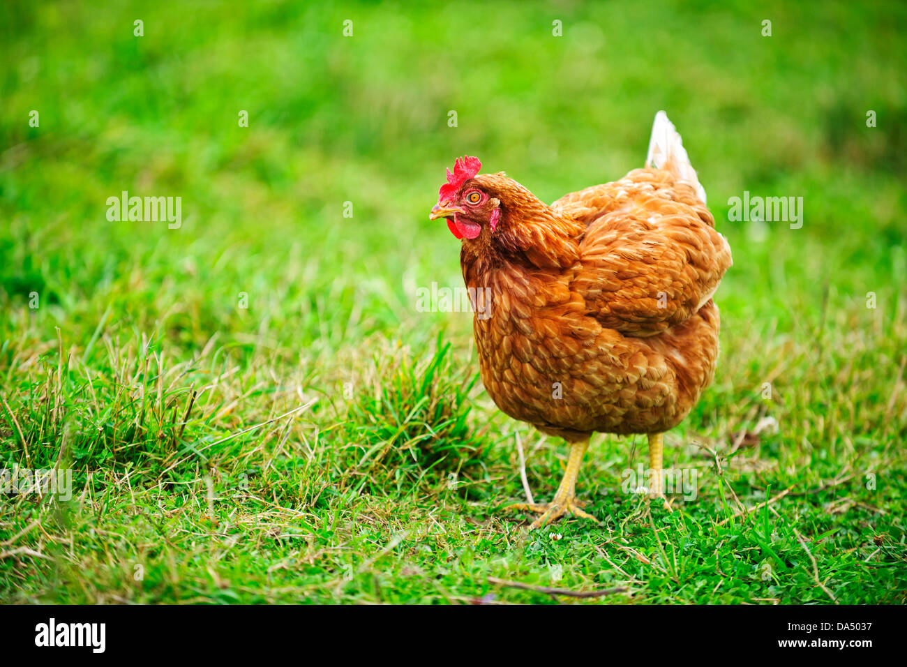 Rhode island red chicken hi-res stock photography and images - Alamy