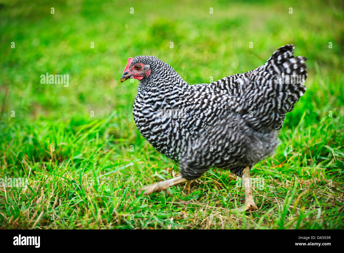 Barred plymouth rocks hi-res stock photography and images - Alamy