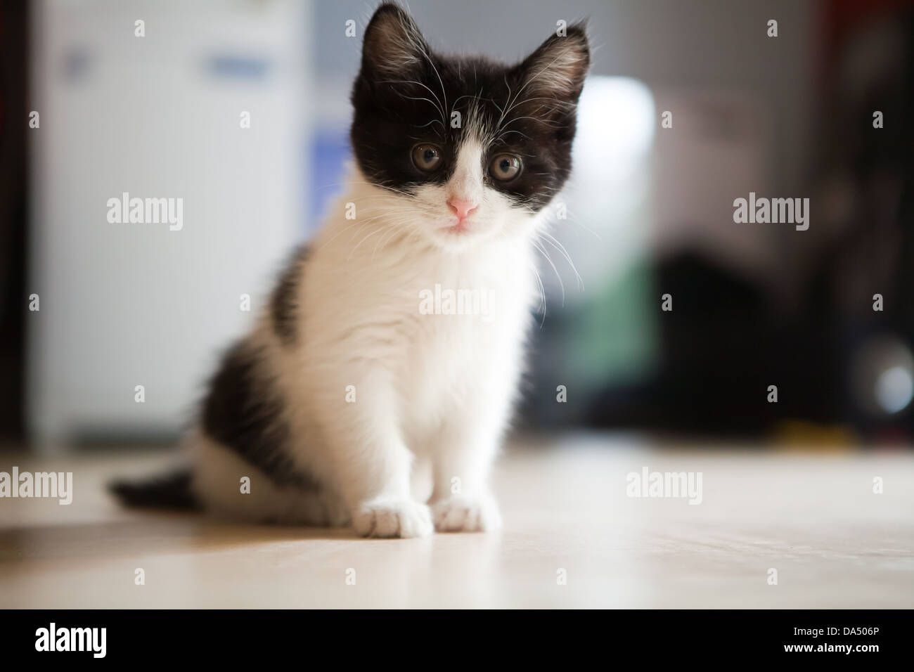 Cat squatting hi-res stock photography and images - Alamy