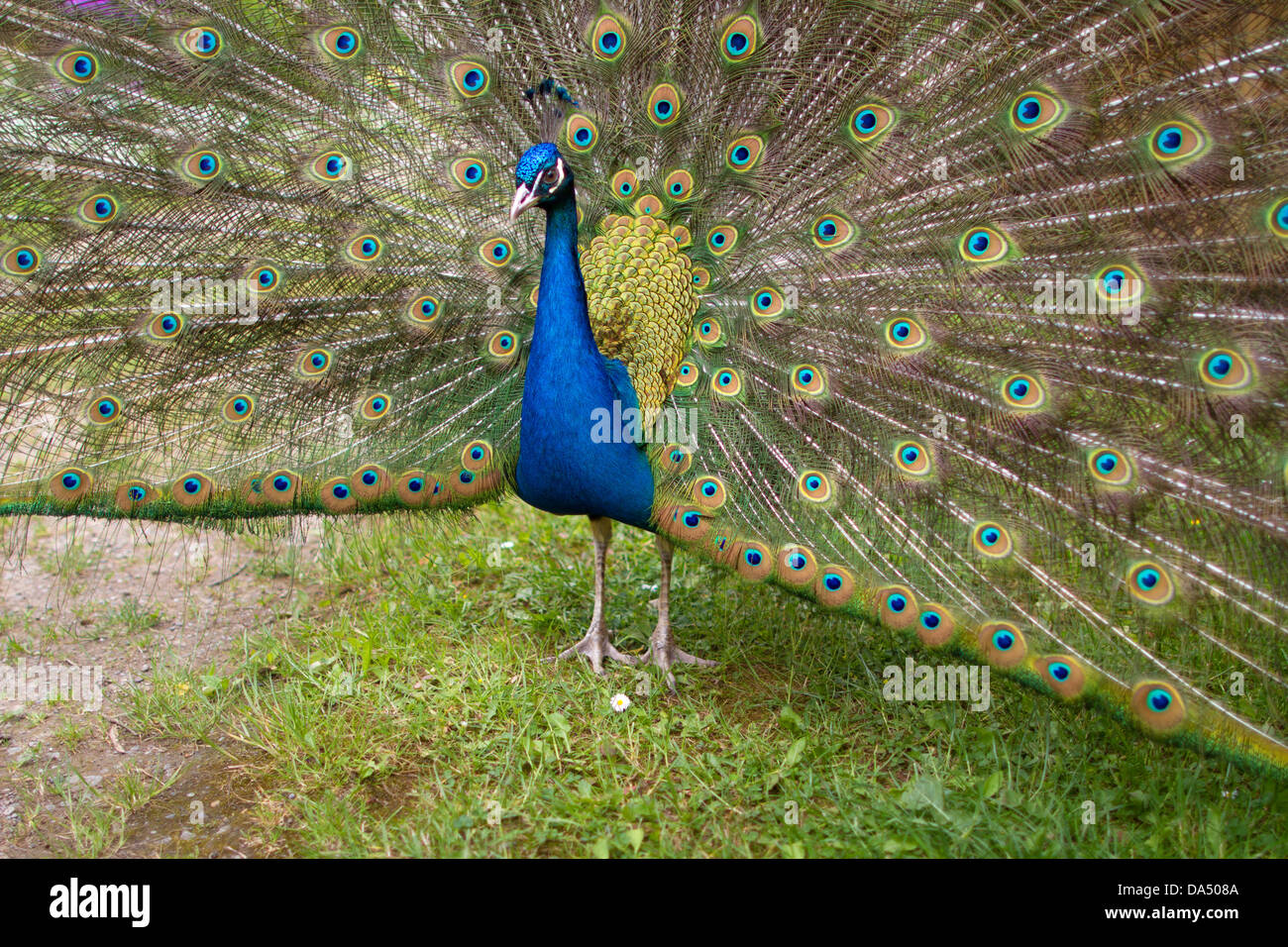 A peacock displays in glorious colours Stock Photo - Alamy