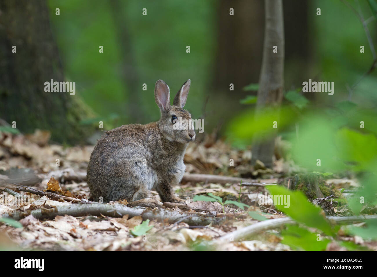 Rabbit forest hi-res stock photography and images - Alamy