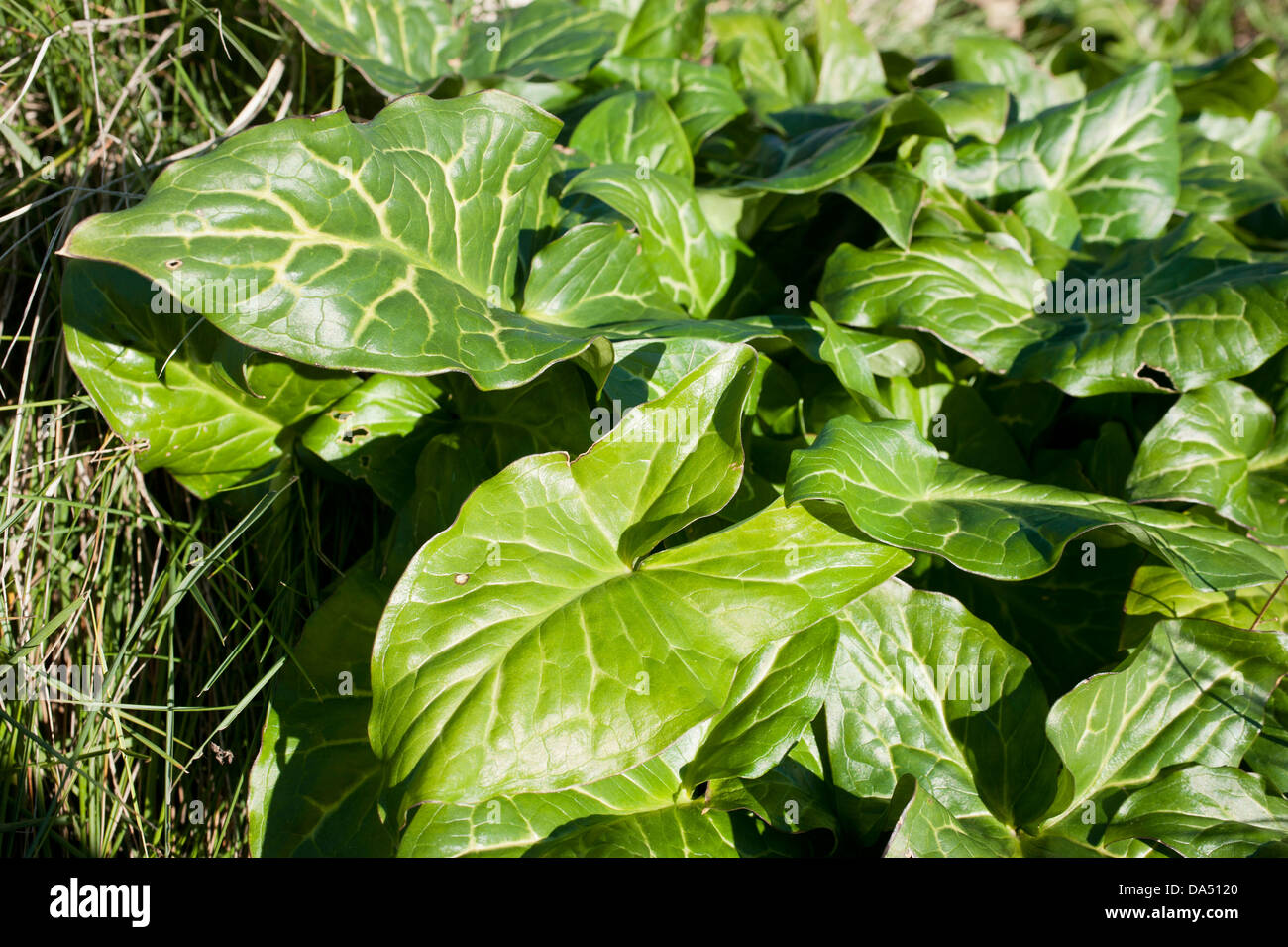 Perennial goosefoot hi-res stock photography and images - Alamy