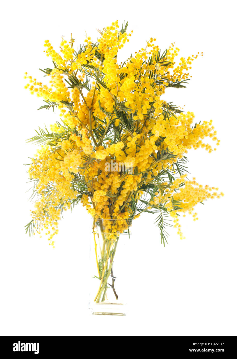 Mimosa flower hi-res stock photography and images - Alamy