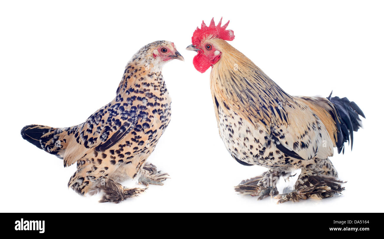 Bantam rooster hi-res stock photography and images - Alamy