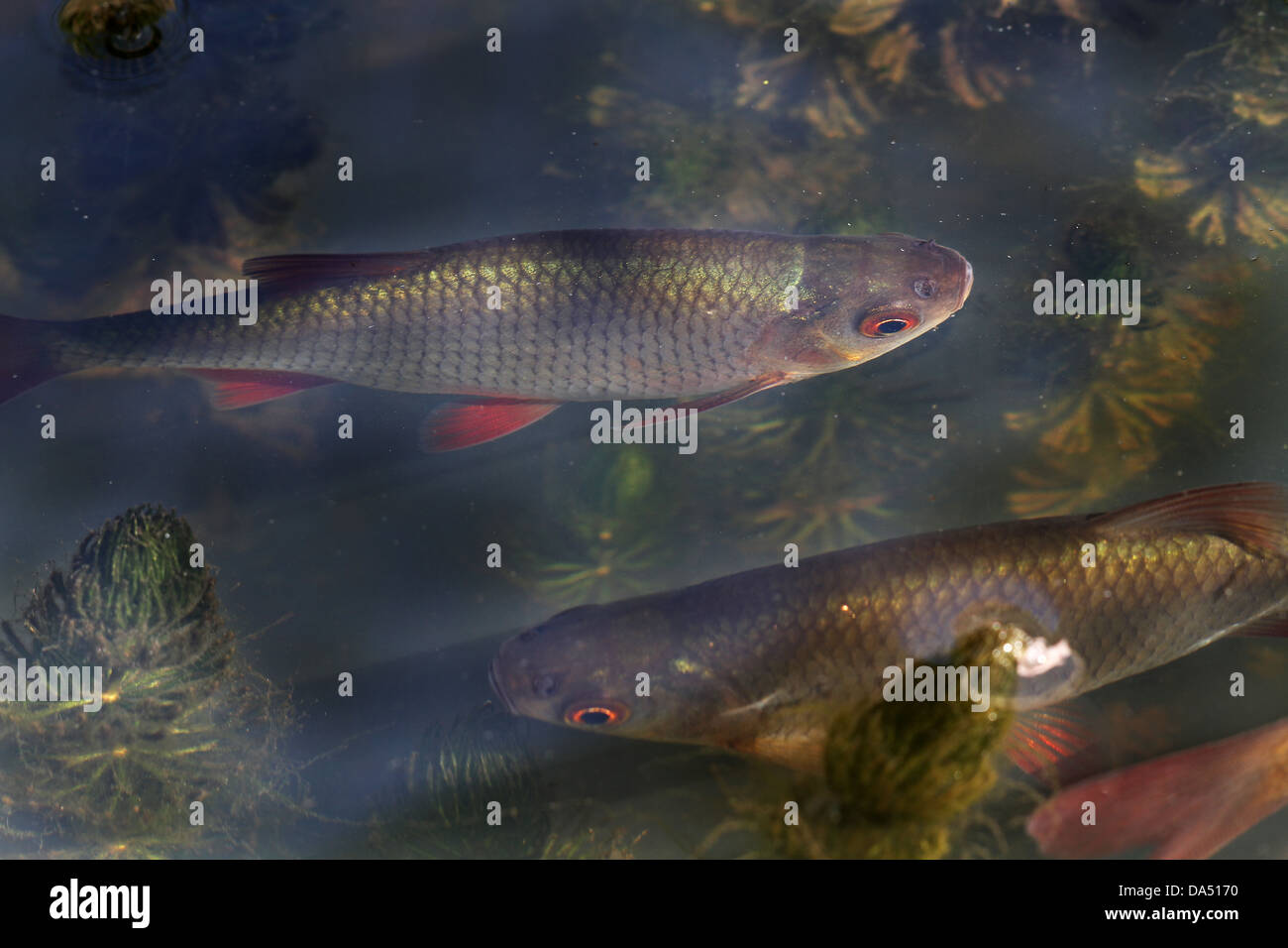 Rudd fish hi-res stock photography and images - Alamy