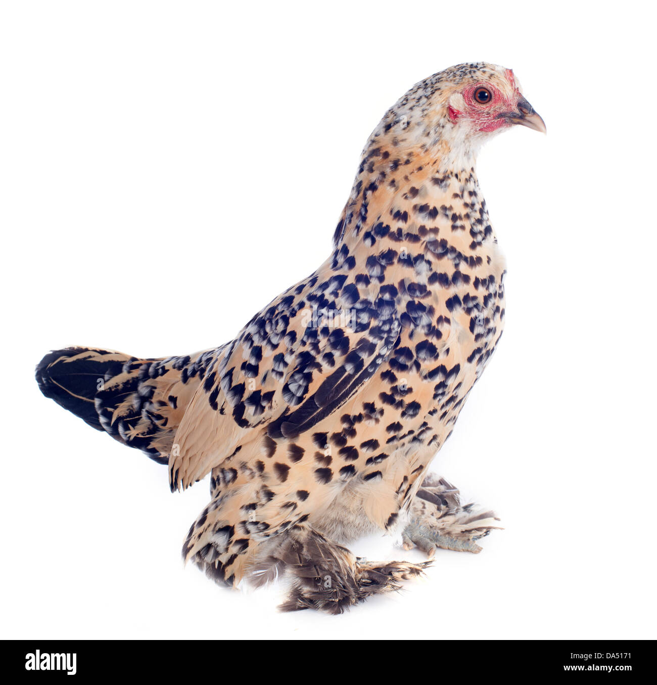 A small bantam chicken on a white background Stock Photo - Alamy