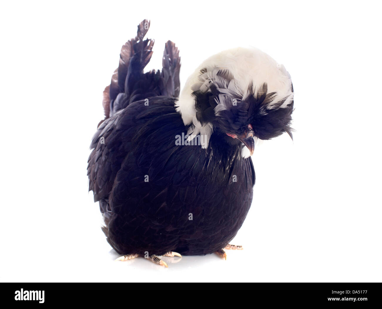 beautiful dutch bantam on a white background Stock Photo - Alamy