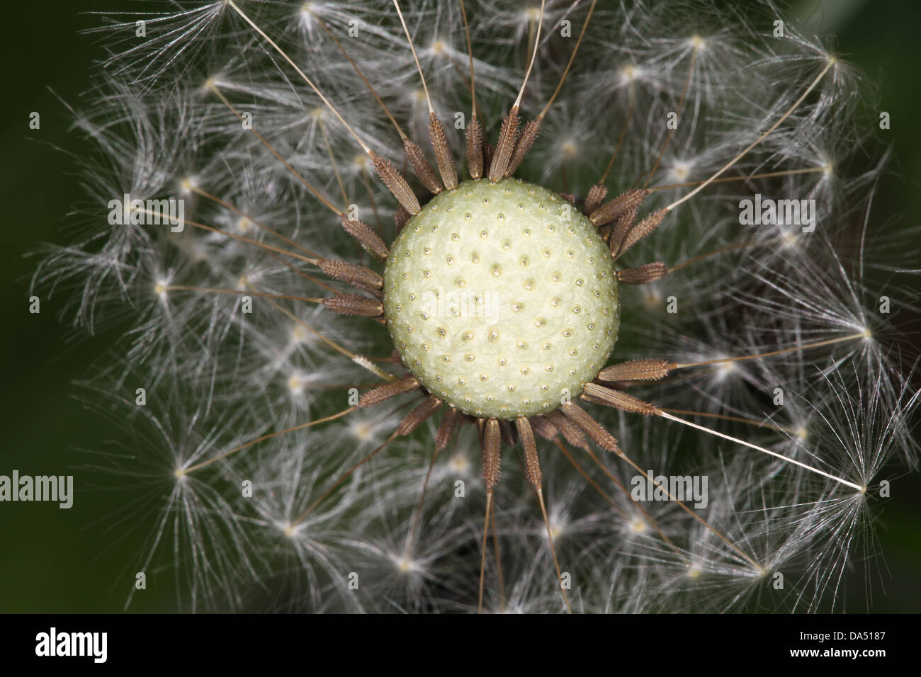 Dandelion seed head Stock Photo - Alamy