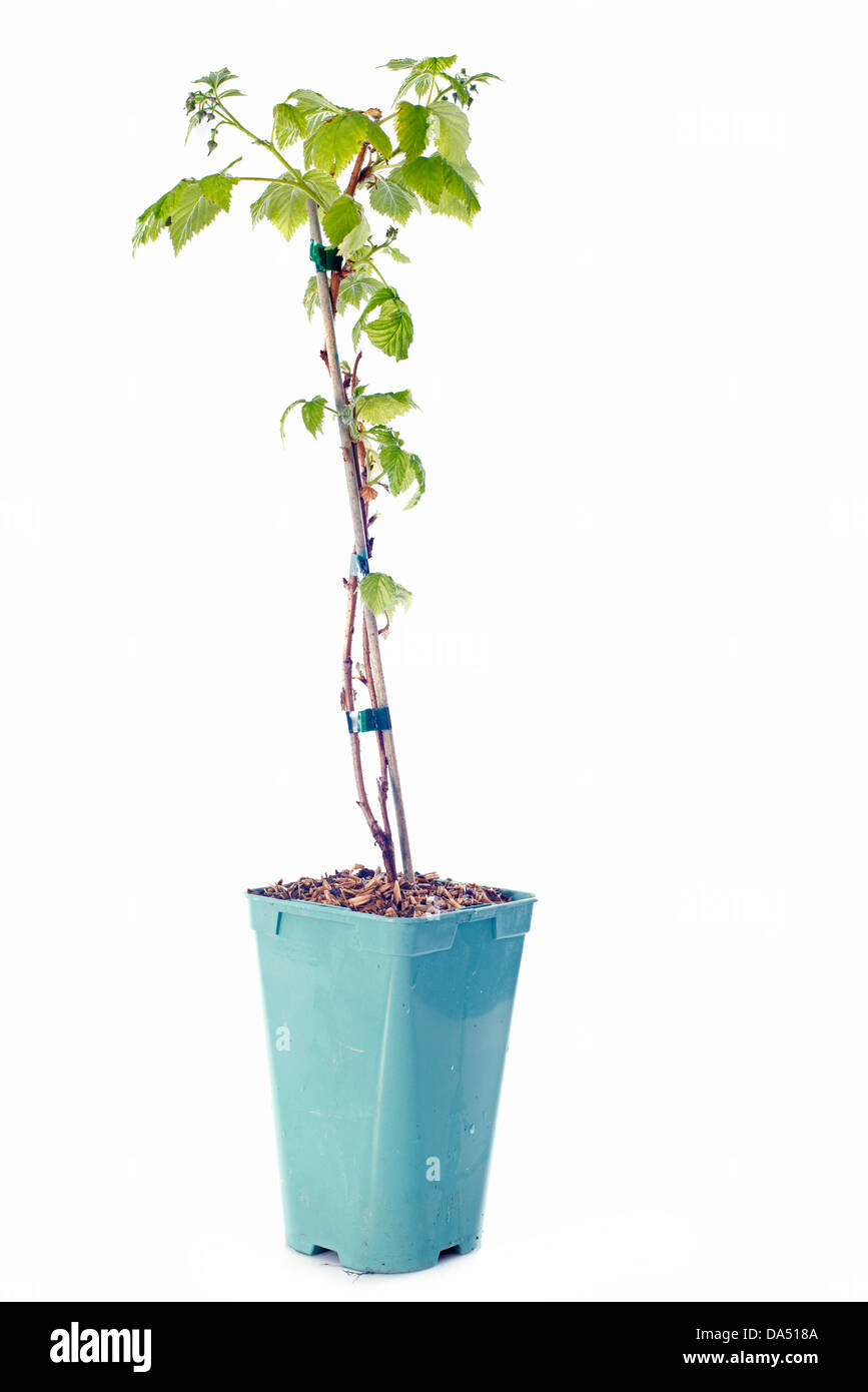 raspberry in pot in front of white background Stock Photo - Alamy