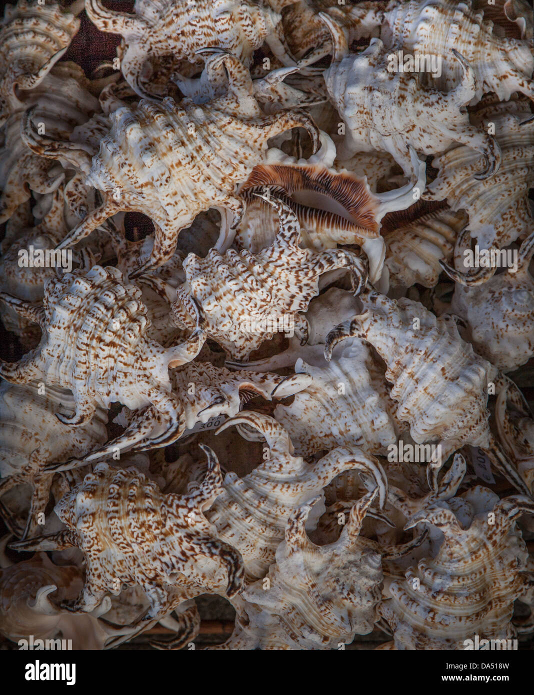 Many sea shells in a basket Stock Photo - Alamy