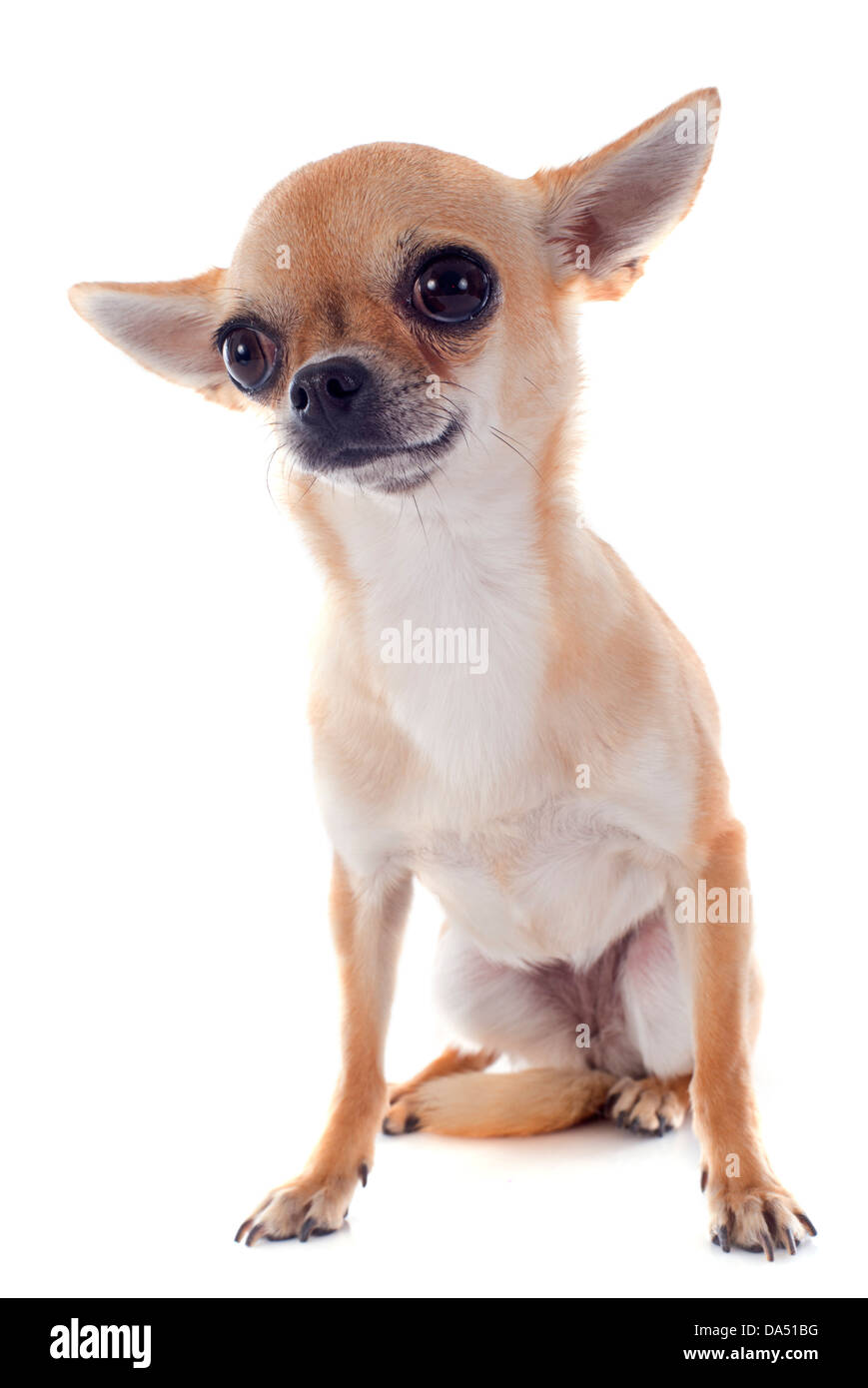 portrait of a cute purebred puppy chihuahua in front of white ...