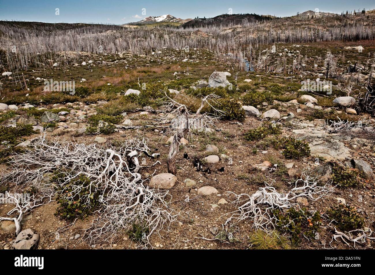 A burned, dead tree rots above the fire-scorched remains of sun ...