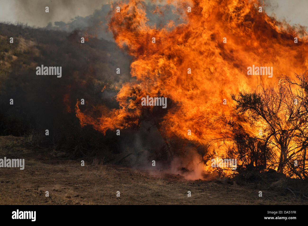 Aug 14, 2009 - Santa Maria, California, U.S. - Fire burned hot and fast ...