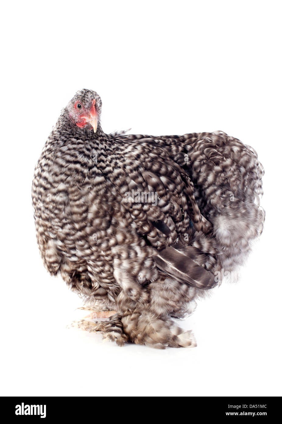 English orpington hi-res stock photography and images - Alamy