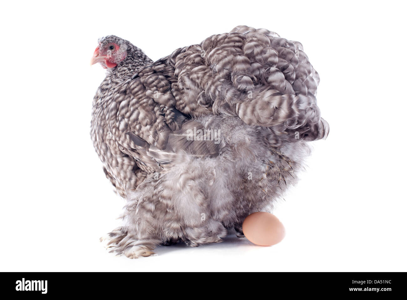 Lay back, white background Cut Out Stock Images & Pictures - Alamy