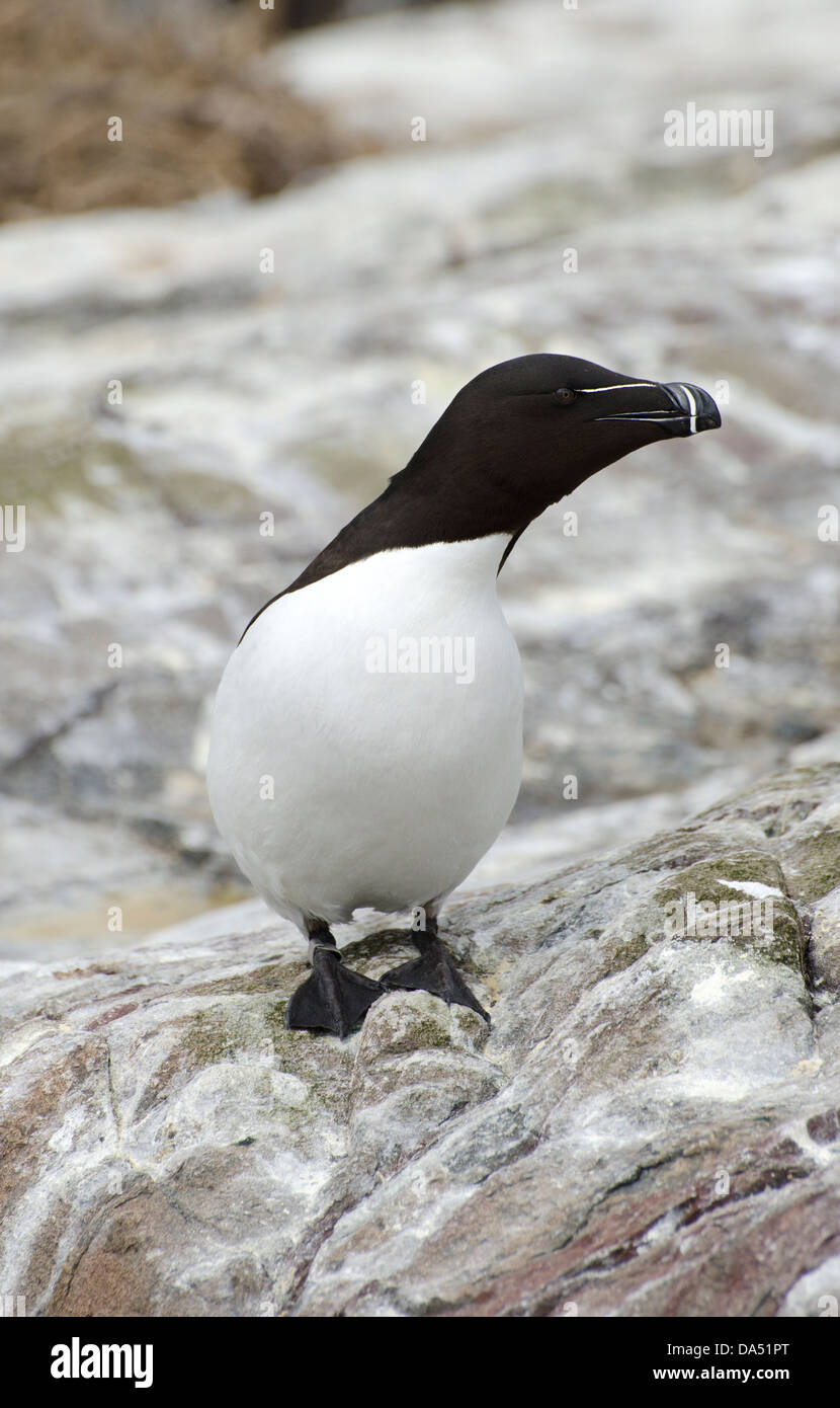 razorbill,alca torda,on seacliff,ledge,north sea Stock Photo - Alamy