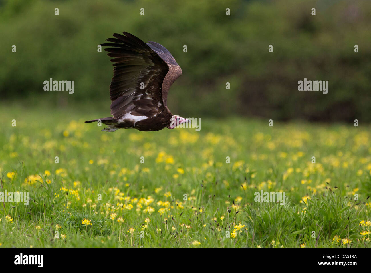 Hooded Vulture in flight Stock Photo - Alamy