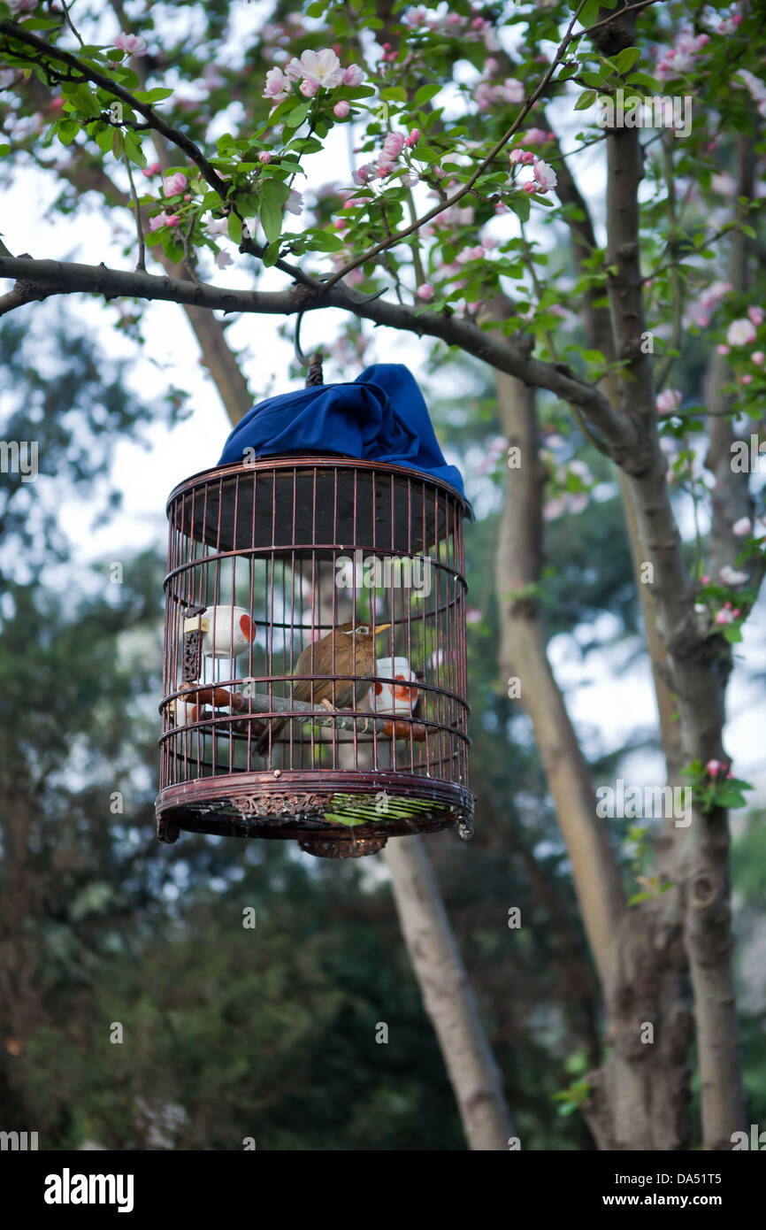 one bird in birdcage under a tree Stock Photo - Alamy