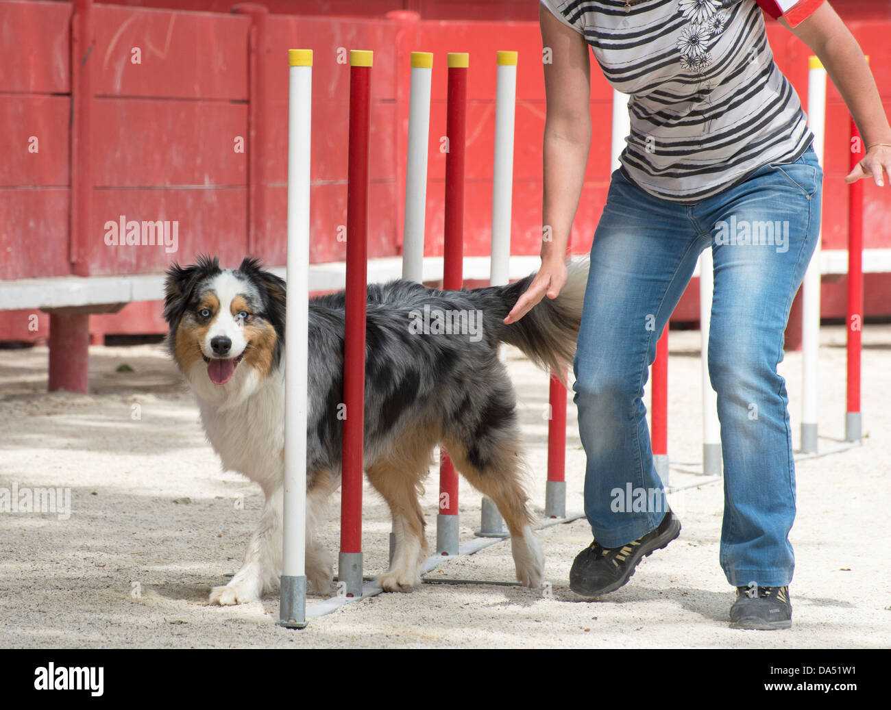 purebred australian shepherd in a competition of agility Stock Photo ...
