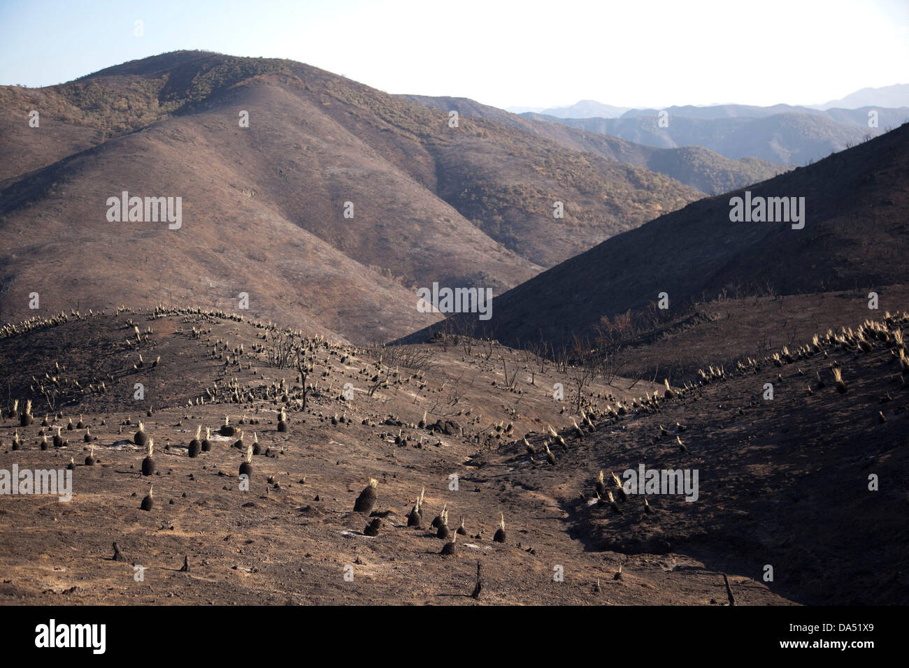 Sep 09, 2009 - Cuyama, California, U.S. - Yucca plants dotting the ...