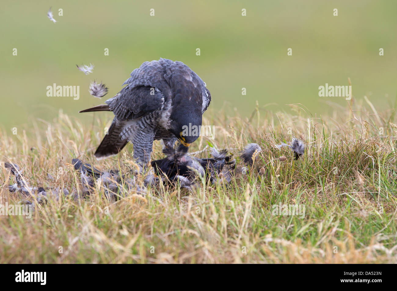 Plucking feathers hi-res stock photography and images - Alamy